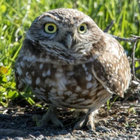 Gadabout Season | Brandee Younger