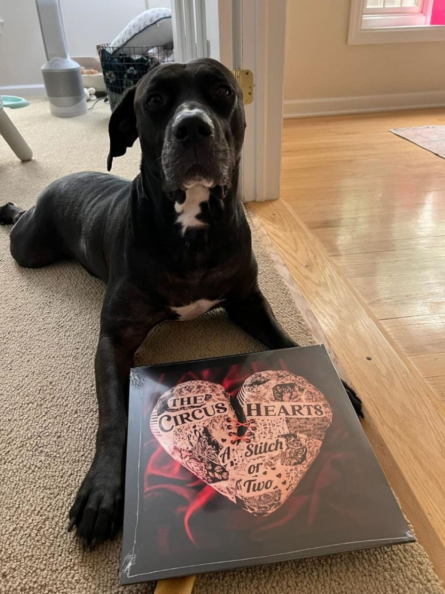 A Stitch or Two... Vinyl | The Circus Hearts