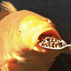 split pea | fuvk, Jadot, harboursome | fuvk