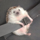 INSANE INFLAME | かめりあ(Camellia)