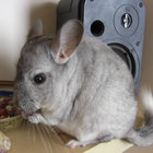 Theory Of Rhyme | Fliptrix