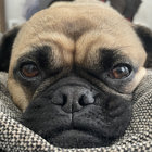 Everywhere, an empty bliss | The Caretaker