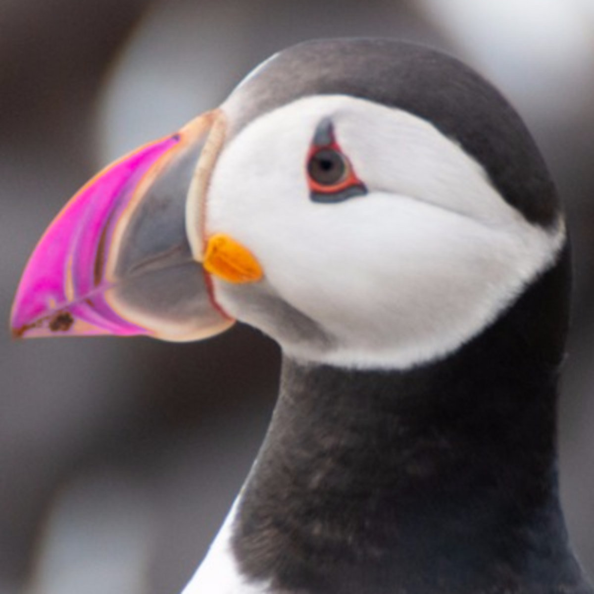 Yoghurt | Pink Puffin