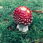 Music For Cats | cEvin Key