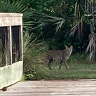 Manning Fireworks | MJ Lenderman