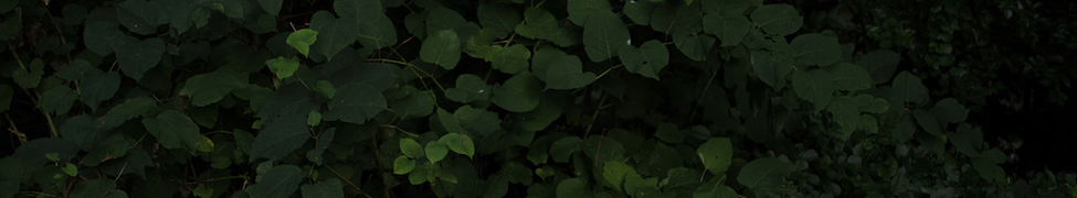 The Myth of Katabasis | Hayoung Lyou