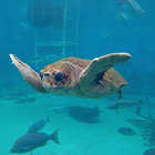 Dead Cells - Soundtrack Part 1 | Yoann Laulan