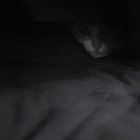 Forgotten Feels | Slow Magic