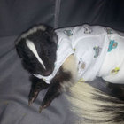 Bloody Keep - Rats Of Black Death | Bloody Keep | Grime Stone Records