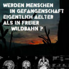 Chipbreak Wars | Sabrepulse