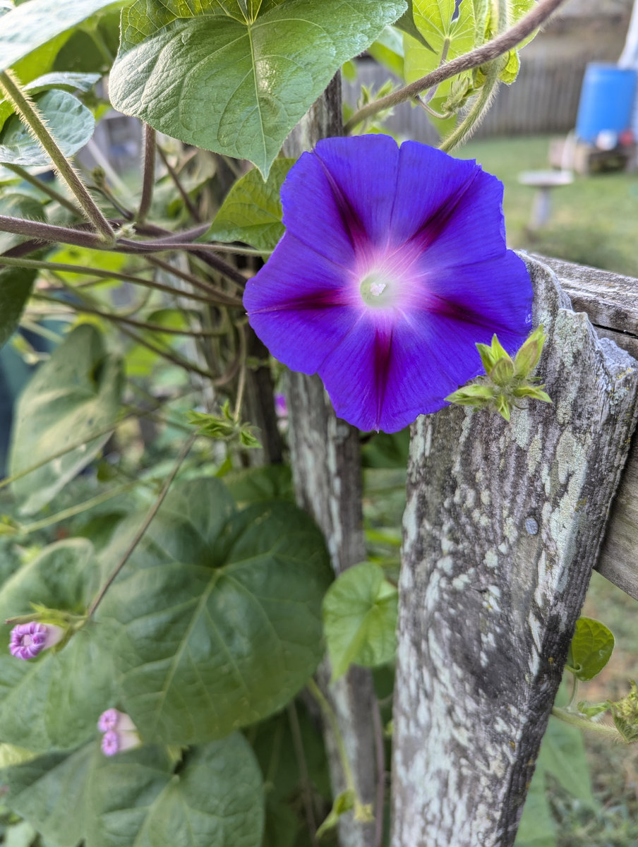 get free | Shining Silver