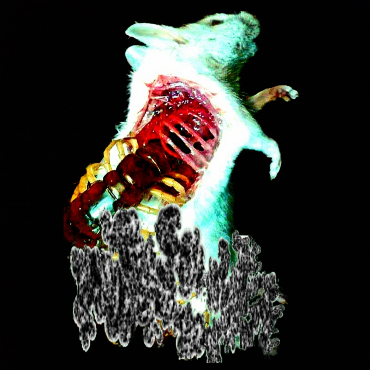 MYRIAPODOLOGIST/LIPODERMATOSCLEROSIS: 2-Way Bloated Corpse Disassembled ...