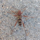 AVTT/PTTN | AVTT/PTTN (The Avett Brothers & Mike Patton) | Mike Patton