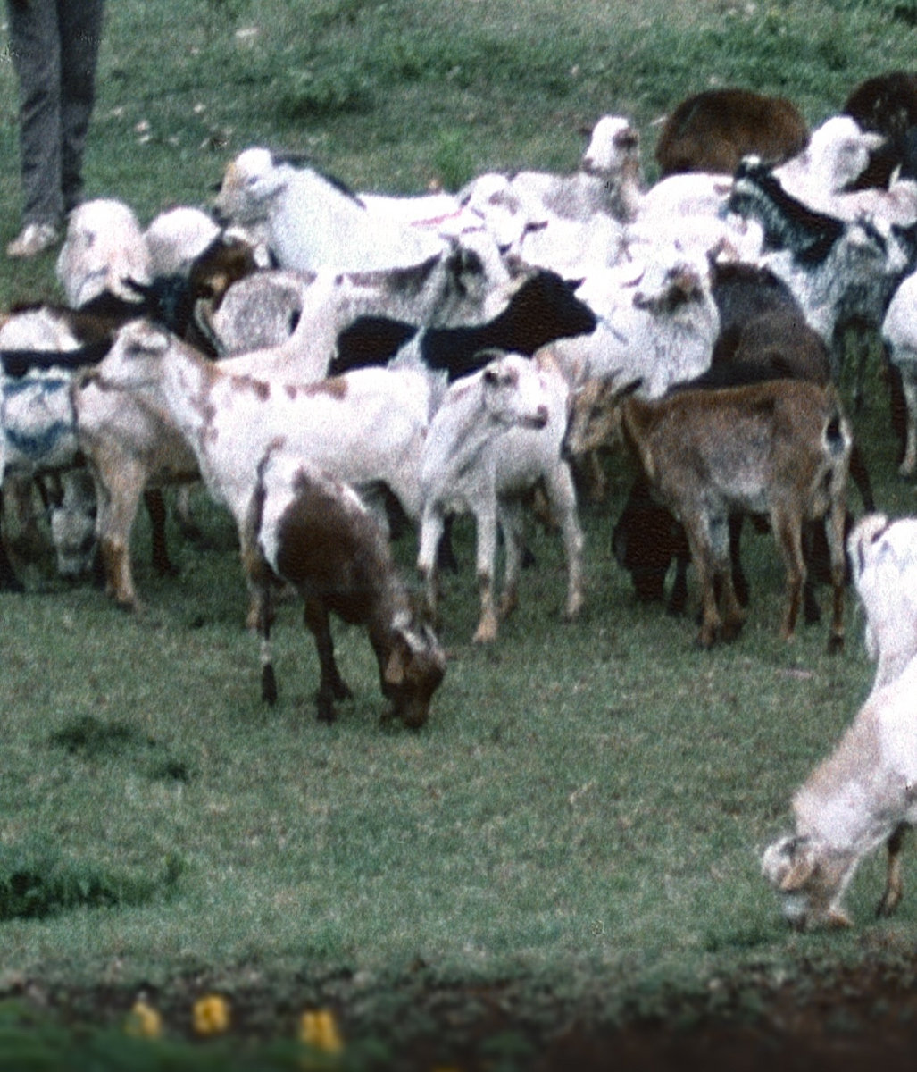 Wilderboy | Alpine Shepherd Boy & The Wildermen | Alpine Shepherd Boy