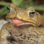 Swamp Kingdom | Tales Under The Oak