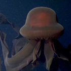 Impossible Light | Uboa