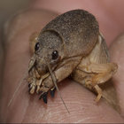 Another Light | Red Vox | Vine