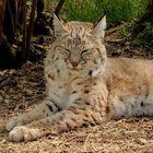 Goodbye Small Head | Ezra Furman