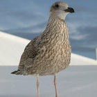 Classical Variations and Themes 2:Ultima Thule | Timo Tolkki