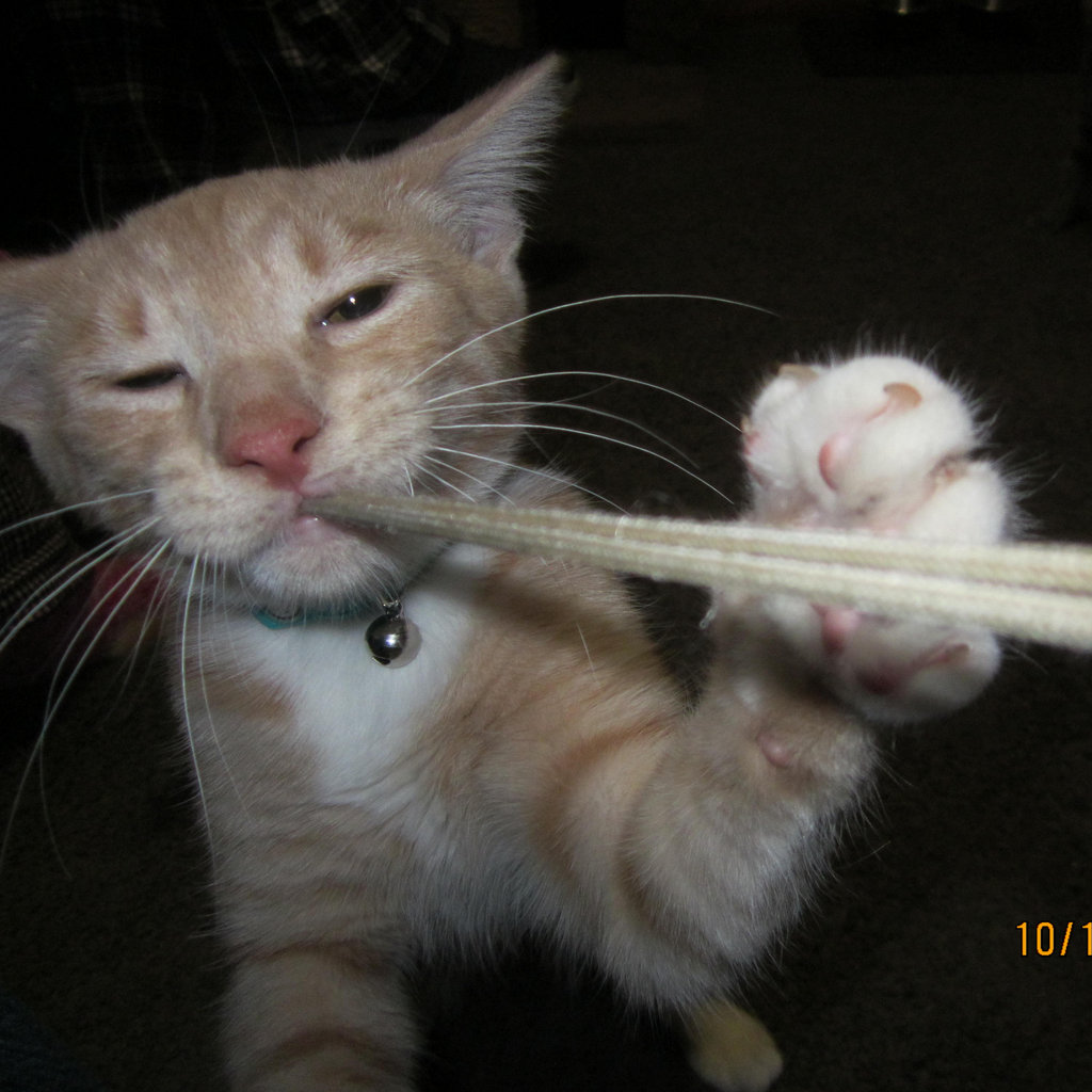 foxfort's collection | Bandcamp