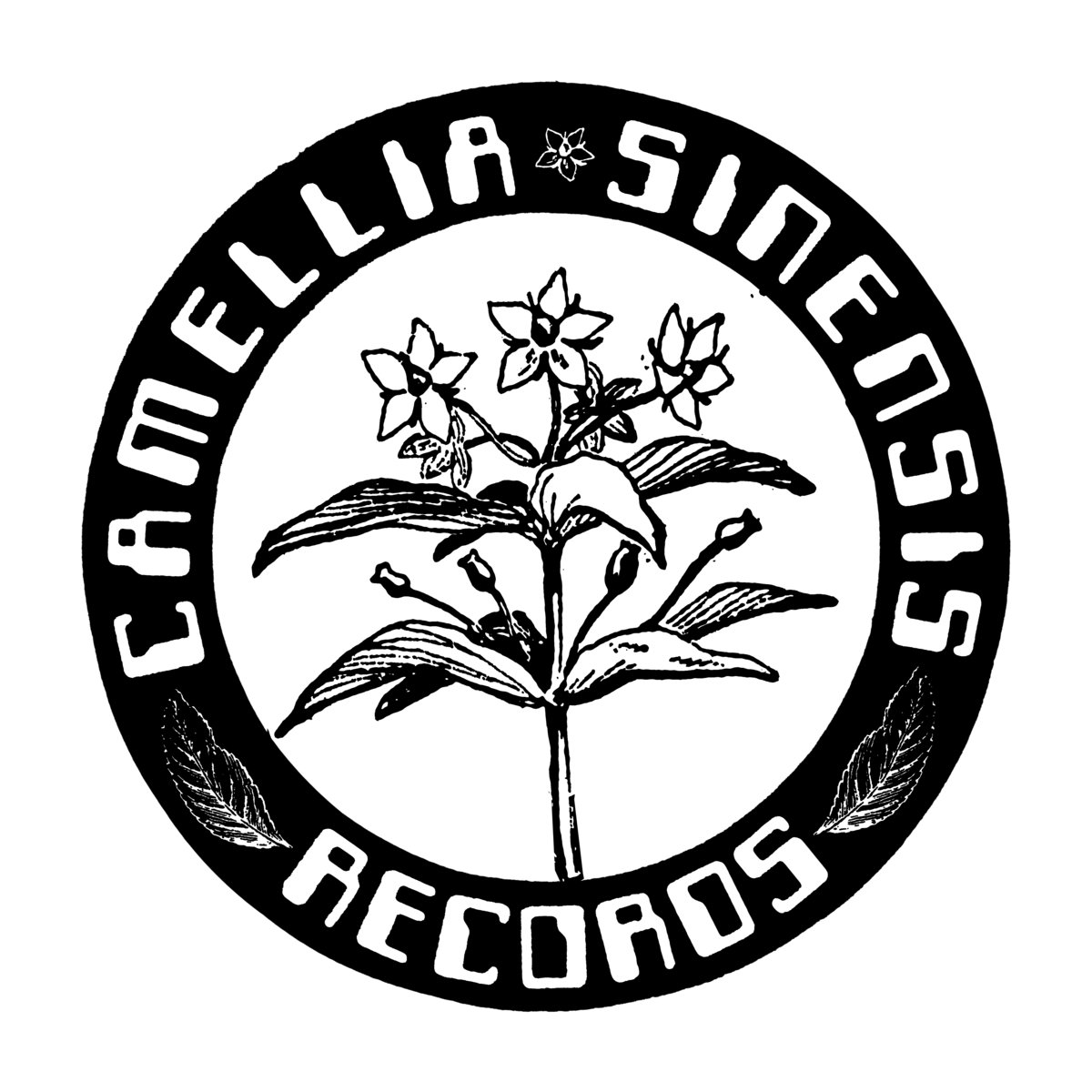 Rocket Sweat Lodge | Wild Rocket | Camellia Sinensis