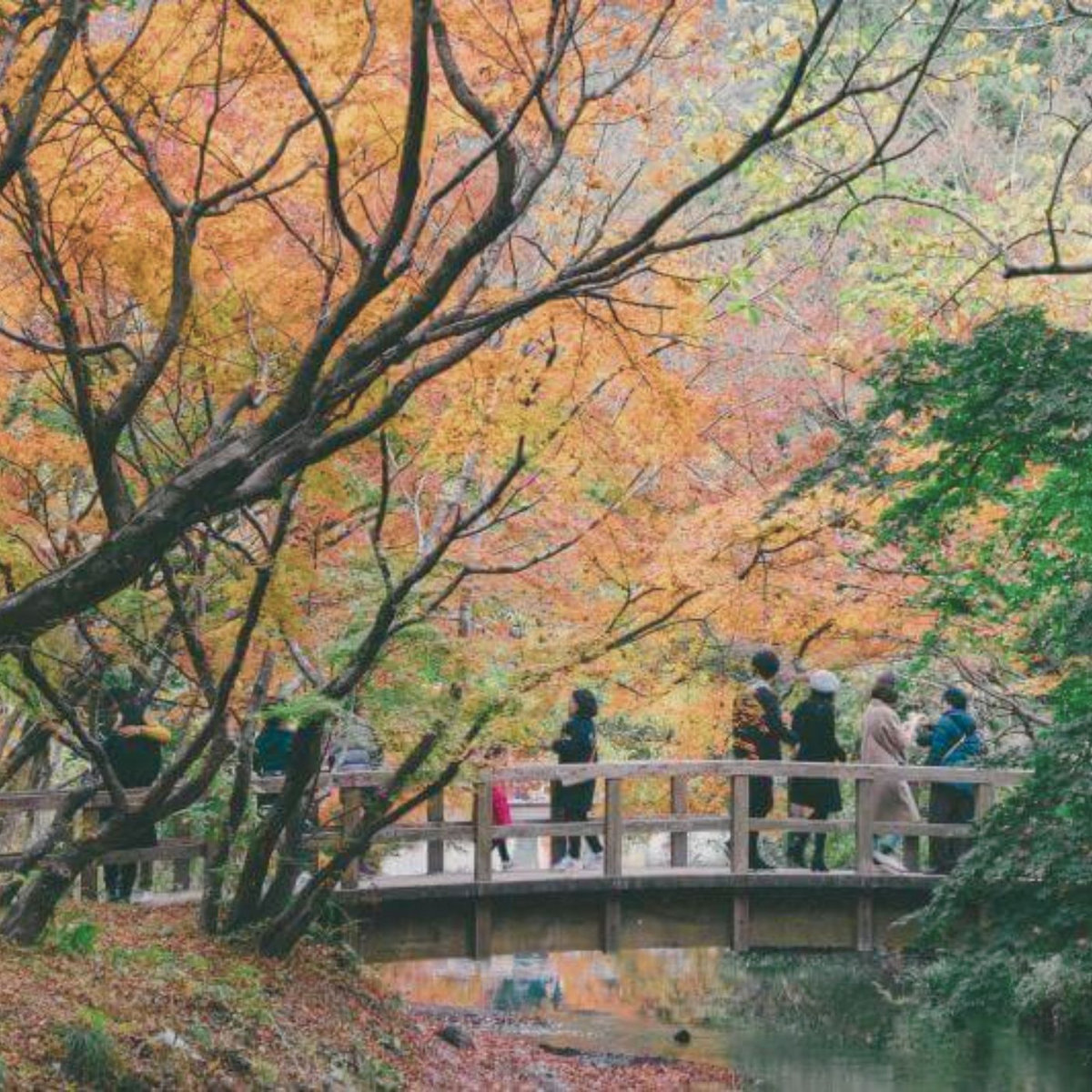 Mono no Aware | Yuki Mizuno