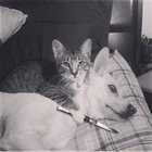 Scissorgames | Ghost Of The Machine