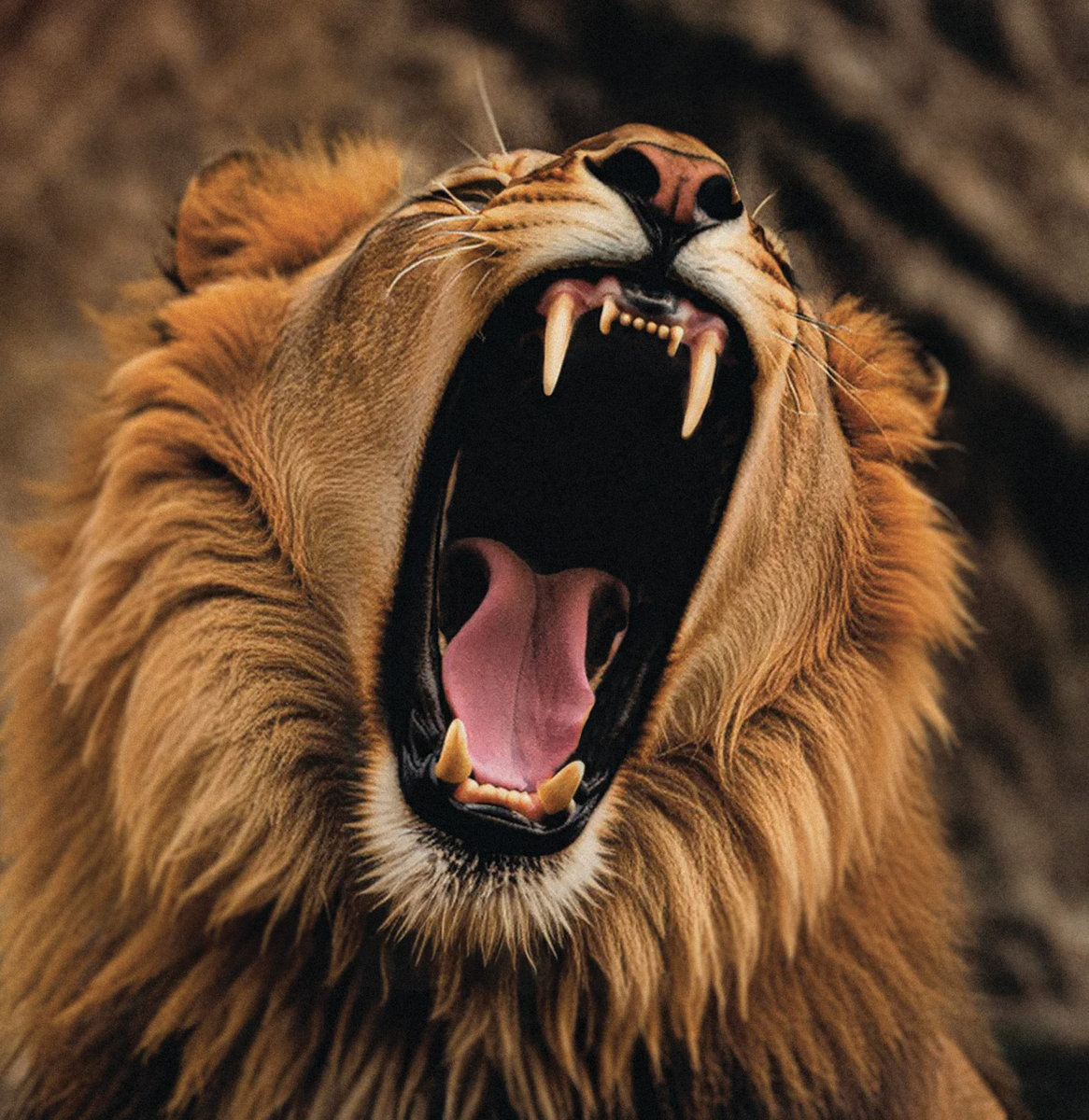 Head First | Badfinger