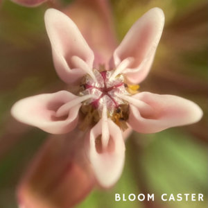 Music | Bloom Caster