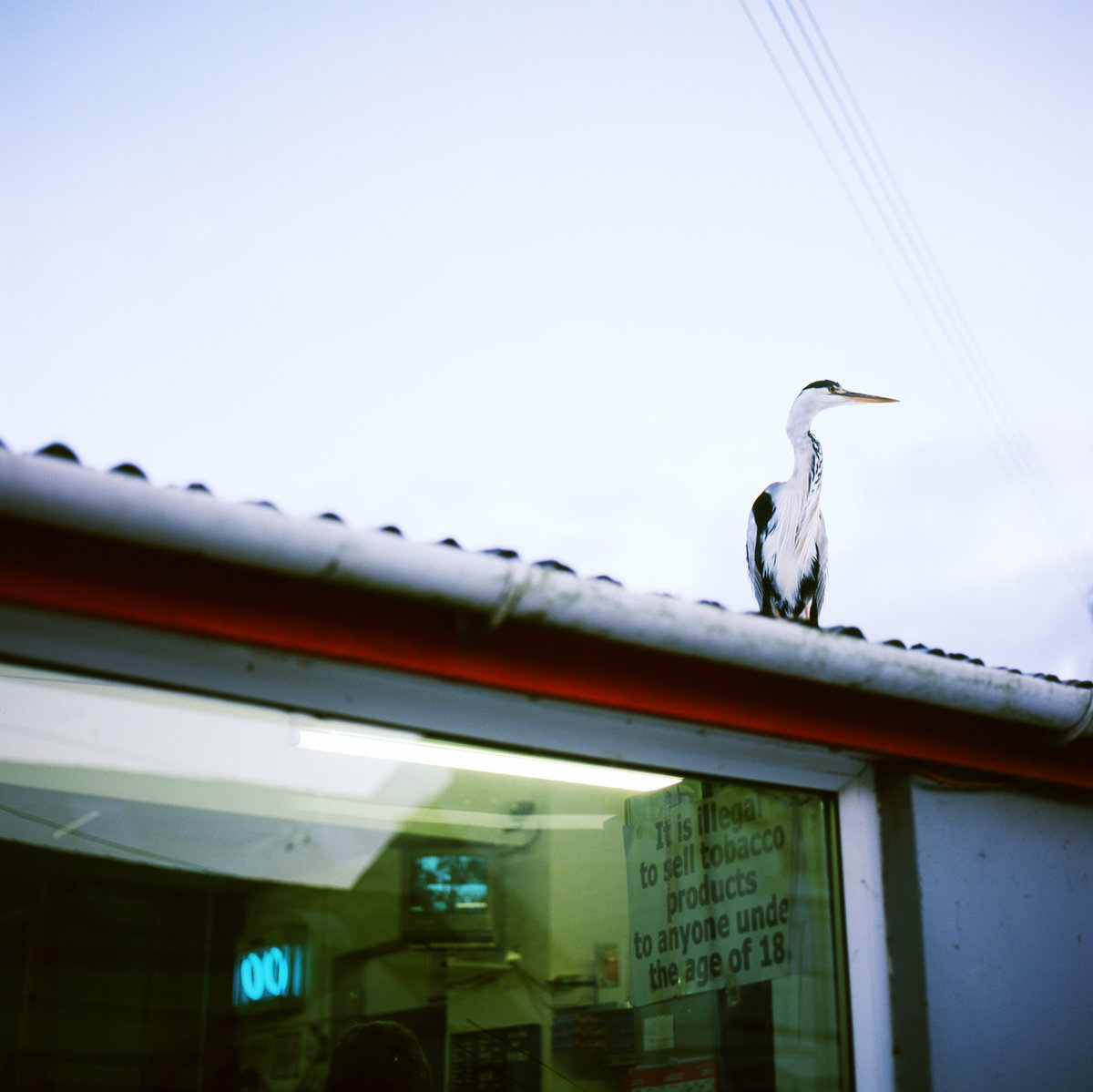 Beech Drive Circular | Beech Drive Circular