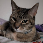 Constant Companions | Jamie Paige