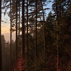 Oneiromancer | Bismarck