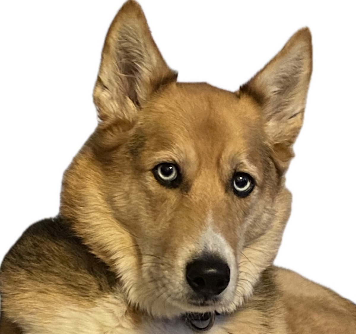 Showdogs | Big Name Actors