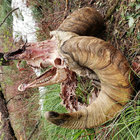 dronevil - example - | Boris