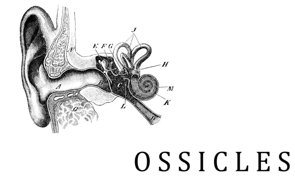 a damn sympathetic anything | Phill Smith | Ossicles