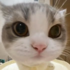 Scattered Faith | 黒皇帝