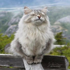 The Worst Generation | Mabisyo