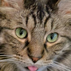 Monocyte: The Lapis Coil | Saltillo