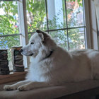 90 % Of Honesty | Tars