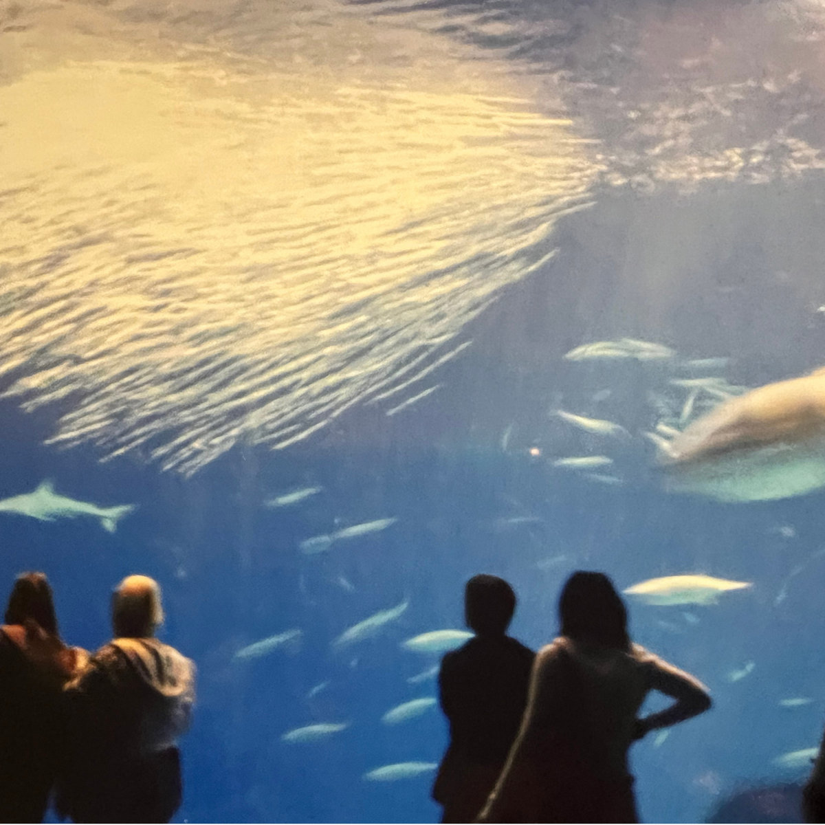 Odd Encounters | select star