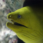 Different Talking | Frankie Cosmos