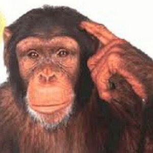 Music | Alexander the Ape
