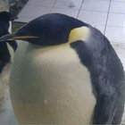 Risk of Rain 2: Alloyed Collective | Stavros Markonis