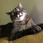 The Resurrection Game | Emma Swift