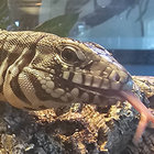 Interdimensional Invocations | Xoth