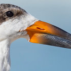 ERGOSPHERE | Darius | HALLEY LABS