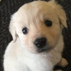 The New 4lung Album | 4lung | RAWRDCORE RECORDS