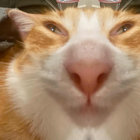 ELECTRIC WEEKEND ZONE | CircusP x FLAVOR FOLEY | FLAVOR FOLEY