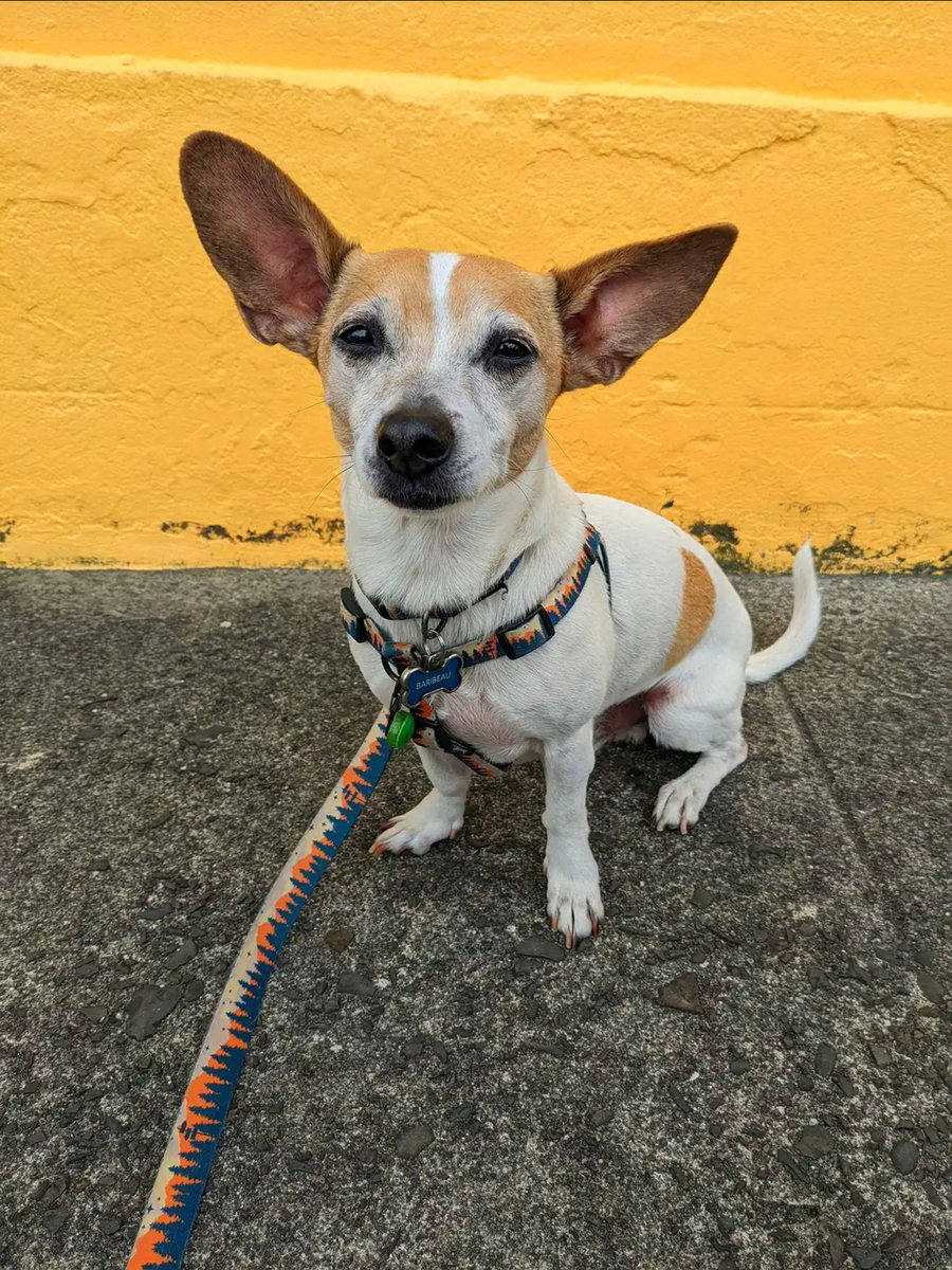 BroFest 2025 | benji