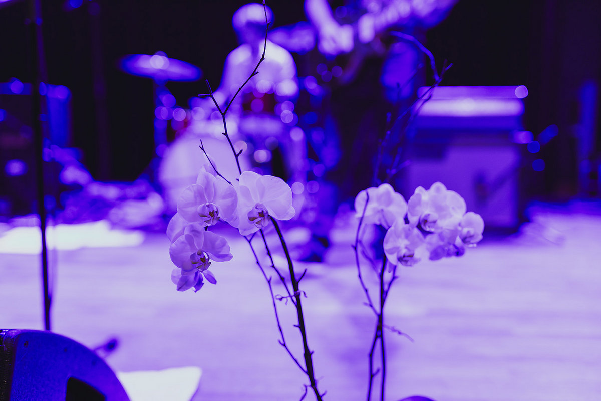 Moon Orchids | Moon Orchids